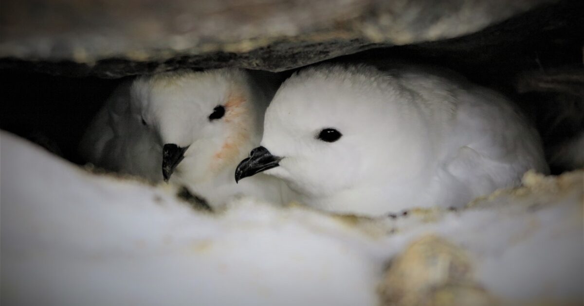 New ANTSIE publication: snow petrels tracked during a season of low sea ice - ANTSIE